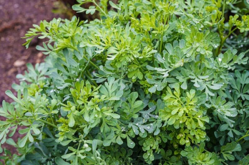 Estos son los beneficios de un baño con ruda – En Cancha