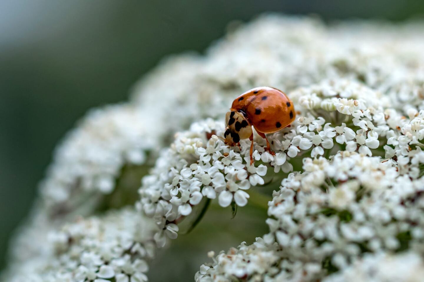 Qué significado tiene cada insecto que aparece dentro de tu casa – En ...